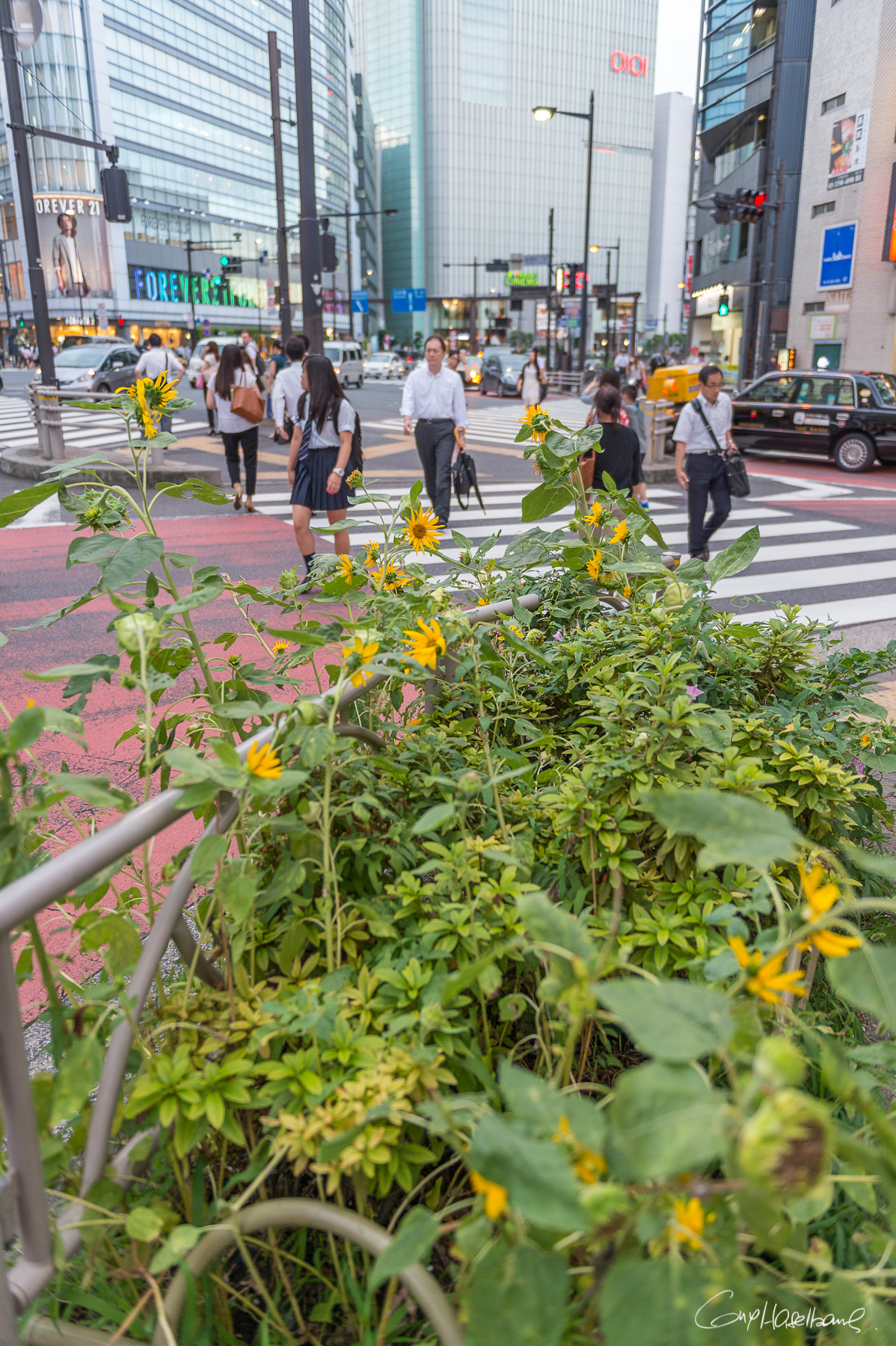 Colors of Tokyo. - Photospicy.com